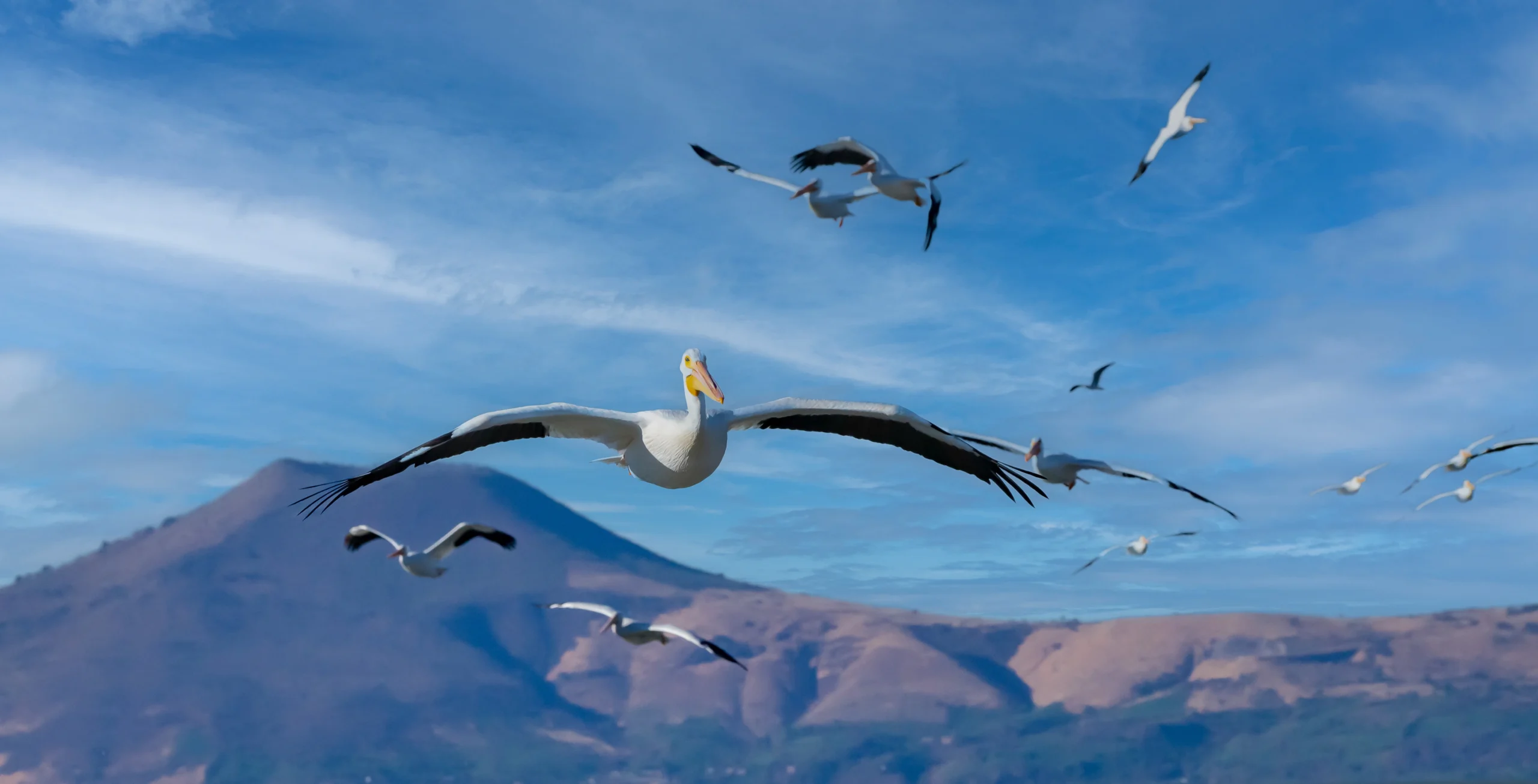 The Fascinating Migrations of Animals in Michoacán, Mexico - SAT Mexico ...