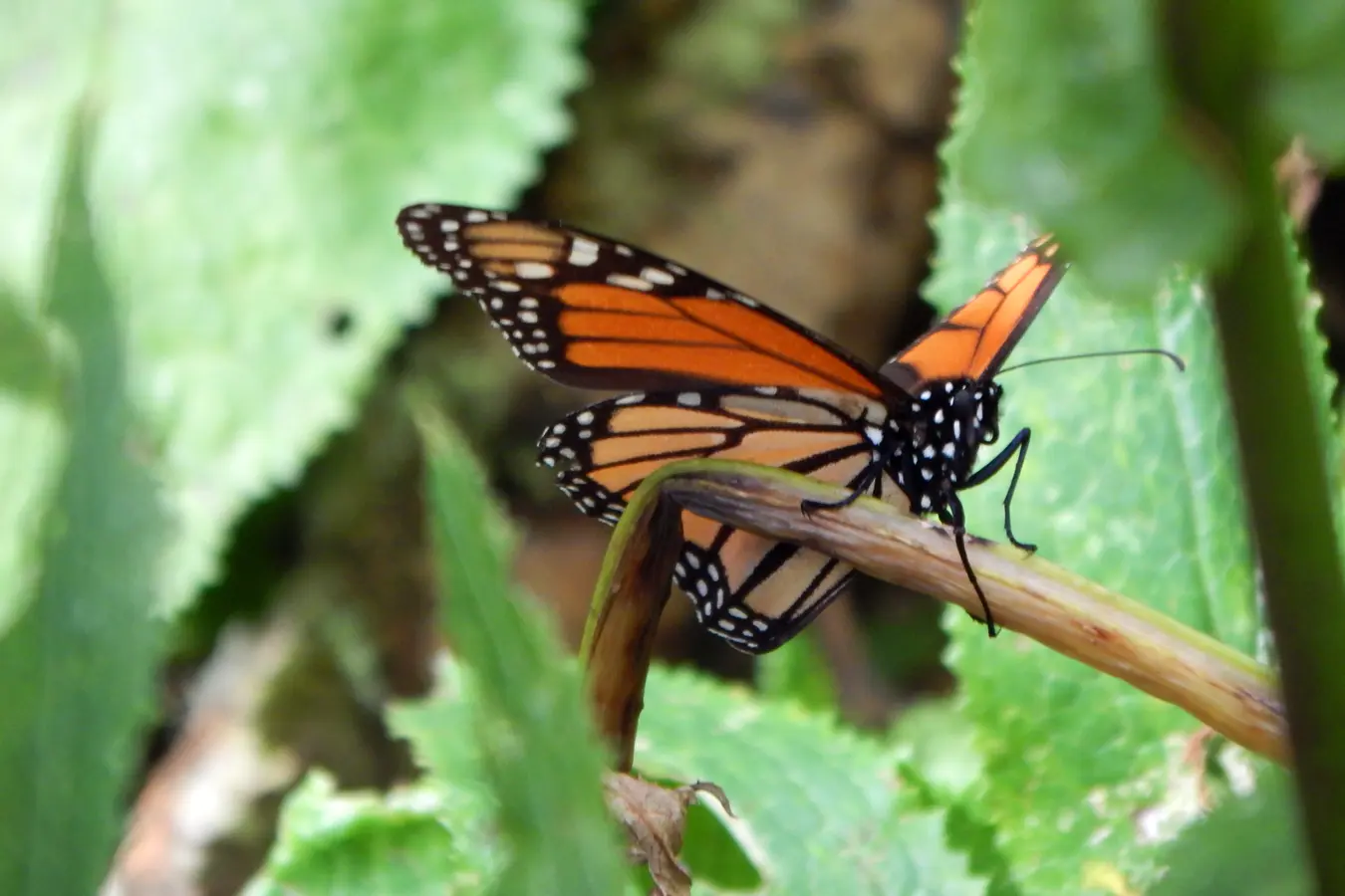 A Natural Wonder: Your Guide to Monarch Butterfly Season in Mexico ...